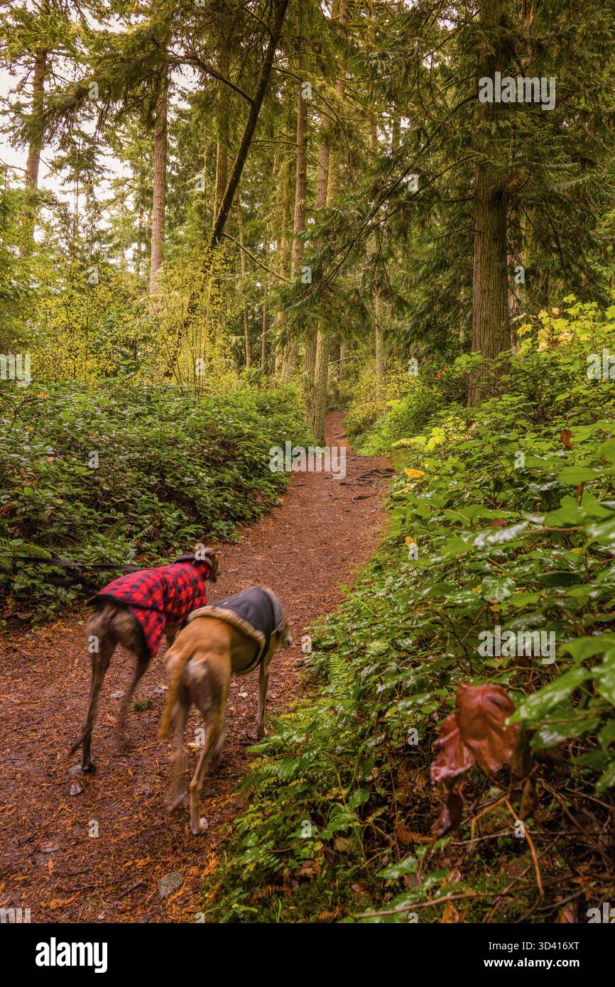Two dogs, one wearing a red plaid coat, walk away from the camera on a ...