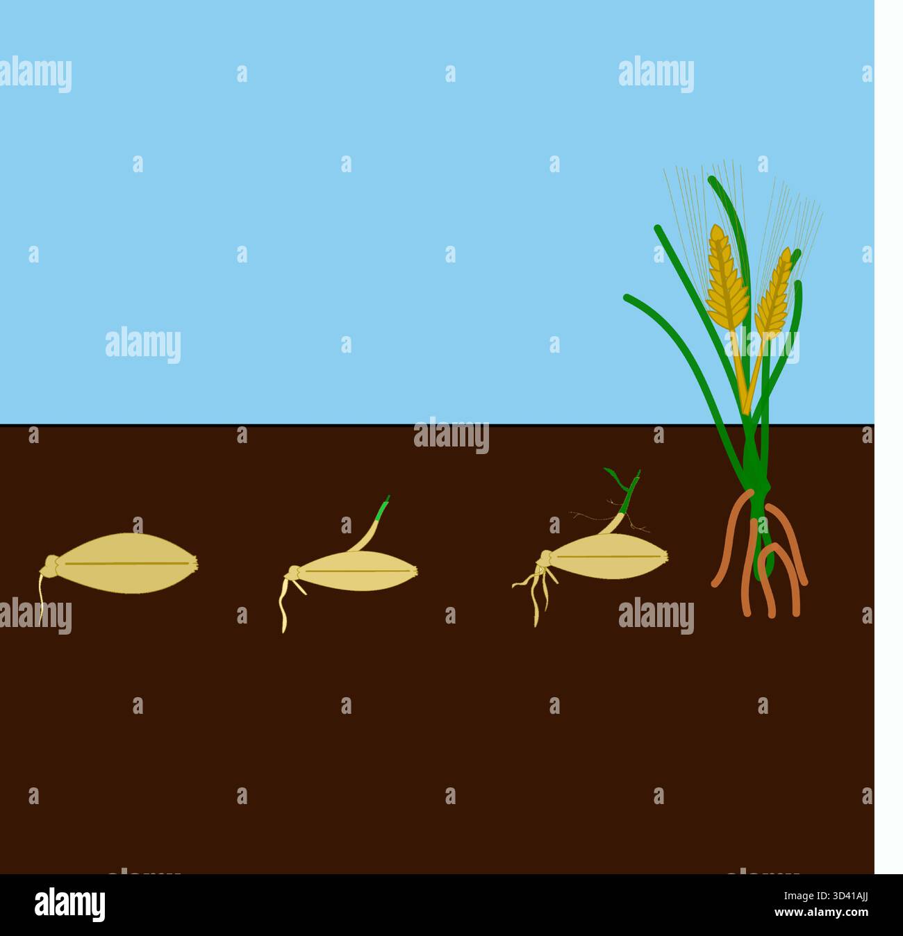 Plant fiber diagram Stock Vector Images - Alamy