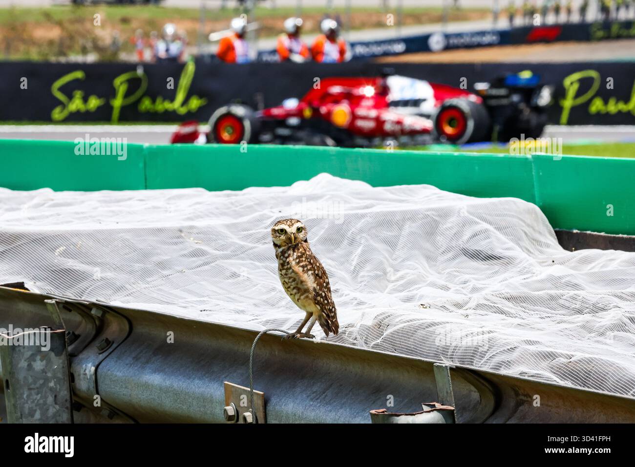 Owl birds seen during the 2025 Formula 1 Grande Premio de Sao Paulo ...