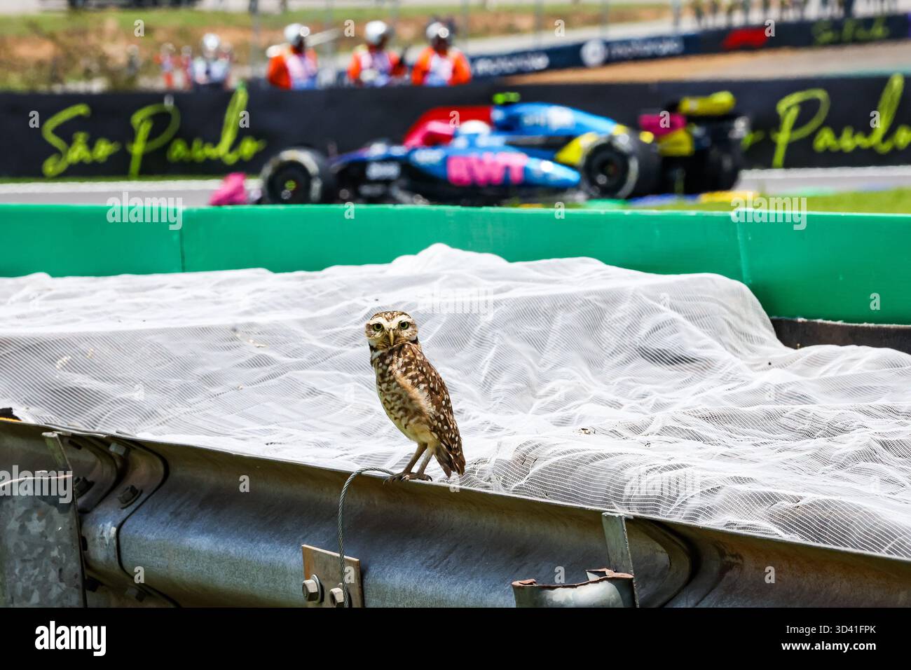 Owl birds seen during the 2025 Formula 1 Grande Premio de Sao Paulo ...