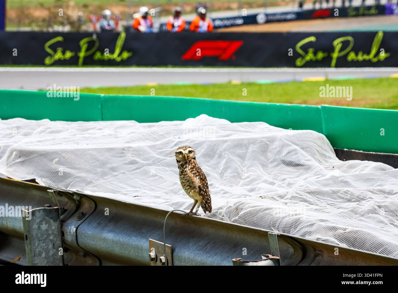 Owl birds seen during the 2025 Formula 1 Grande Premio de Sao Paulo ...