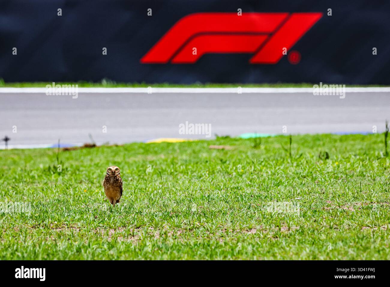 Owl birds seen during the 2025 Formula 1 Grande Premio de Sao Paulo ...