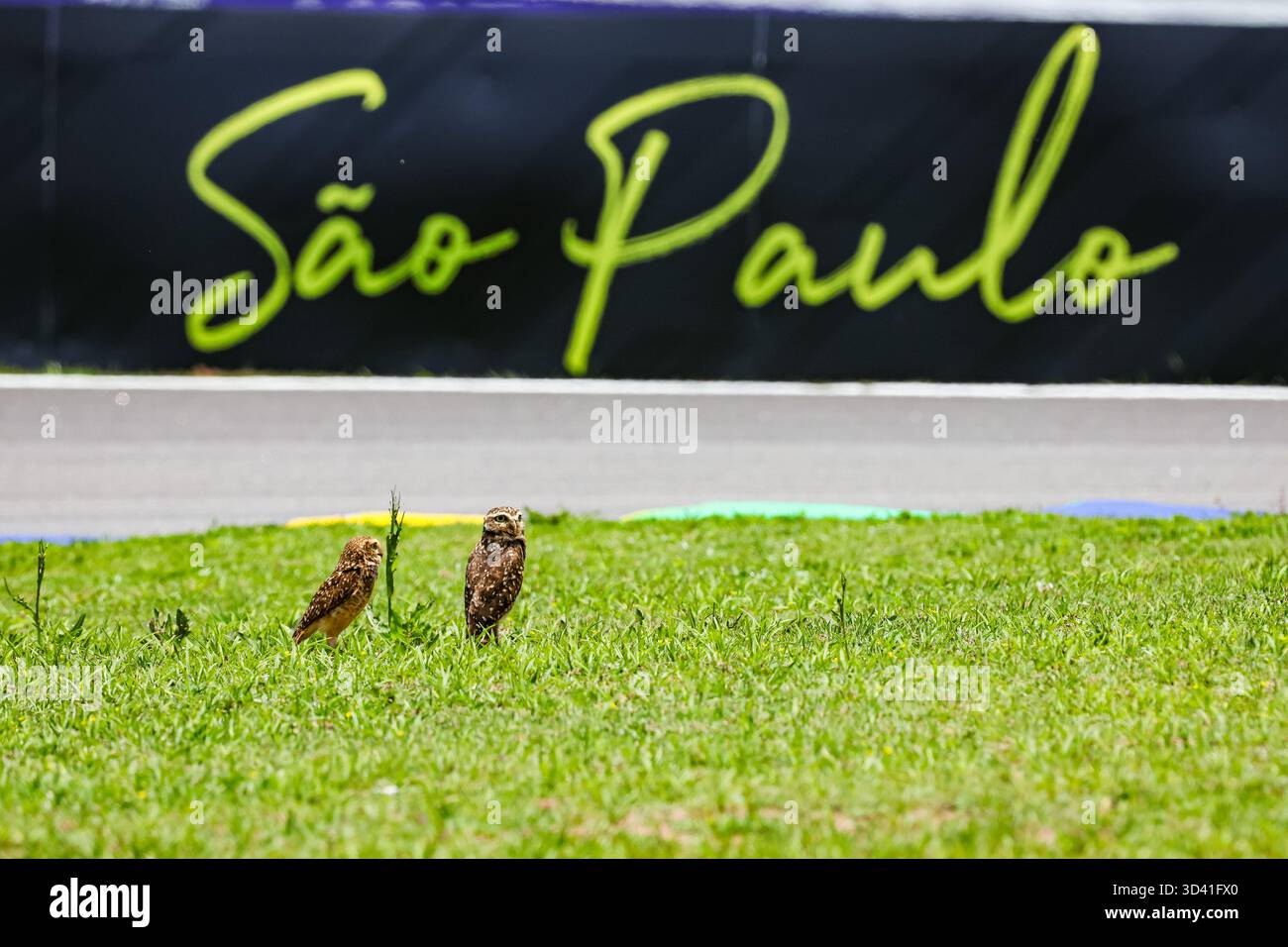 Owl birds seen during the 2025 Formula 1 Grande Premio de Sao Paulo ...