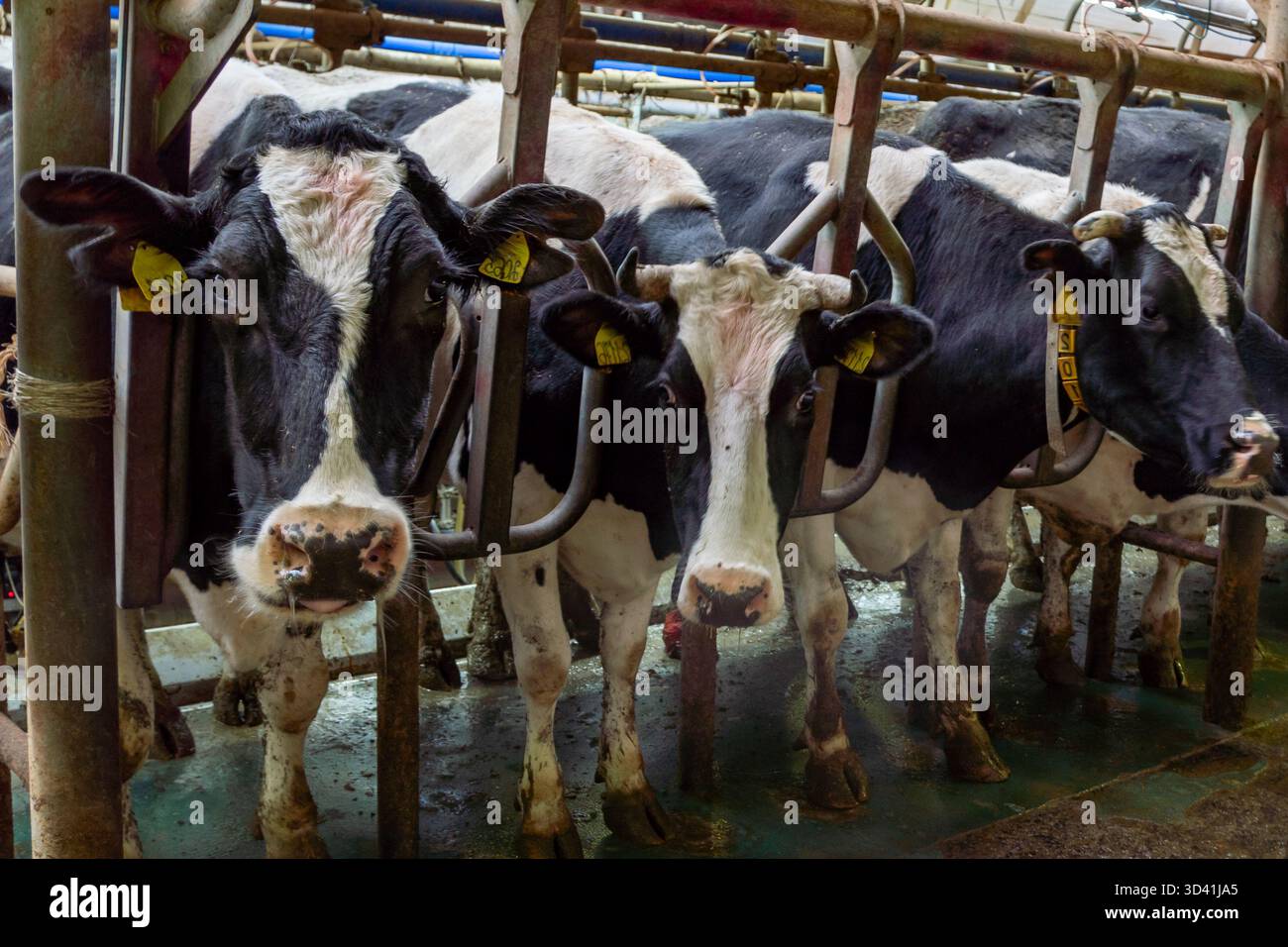 Holstein cows with horns at the milking parlor Stock Photo - Alamy