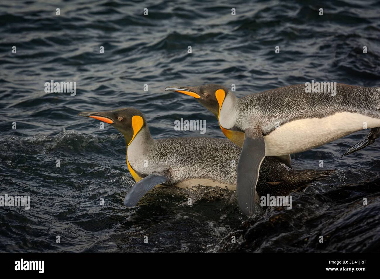 Flying king penguins hi-res stock photography and images - Alamy
