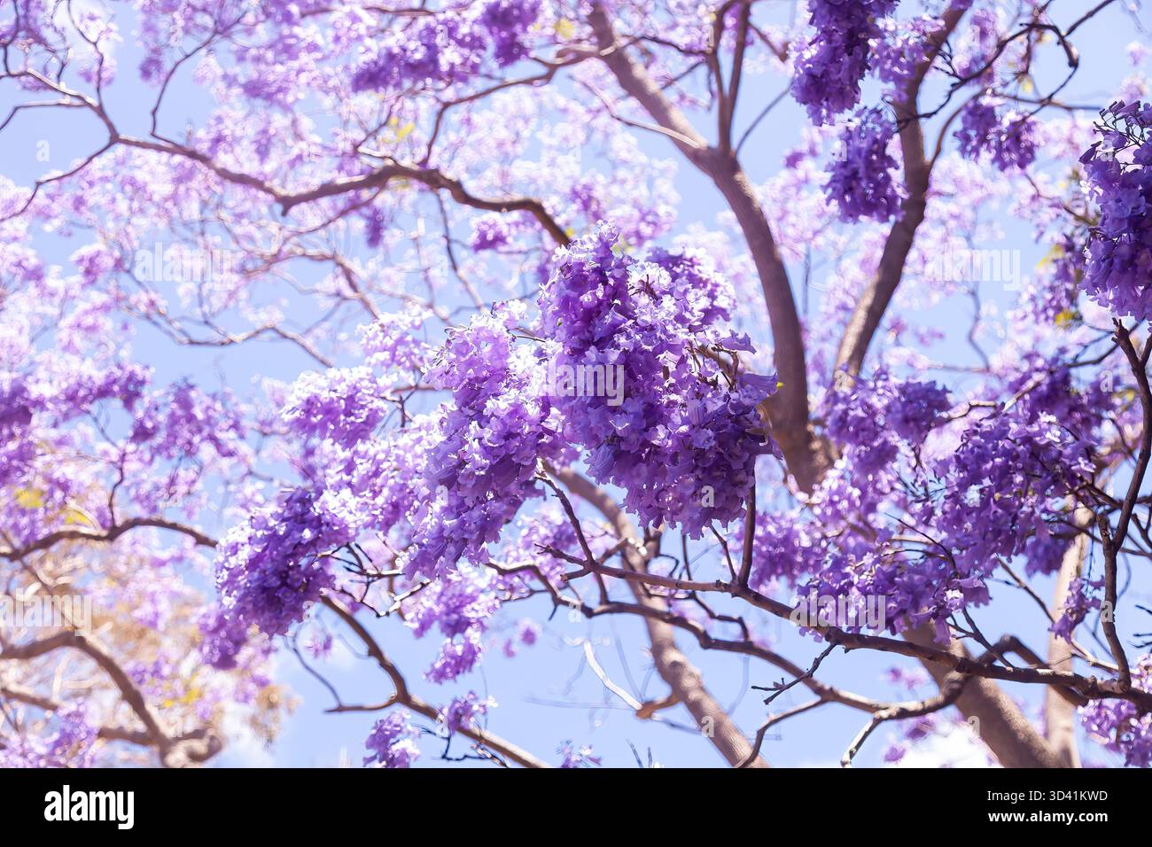 Sydney, Australia. Friday 5th October, 2021. Jacaranda trees ...