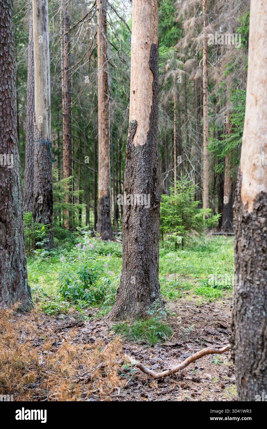 Pine forest dying after bark beetle attack, dried out dead adult spruce ...