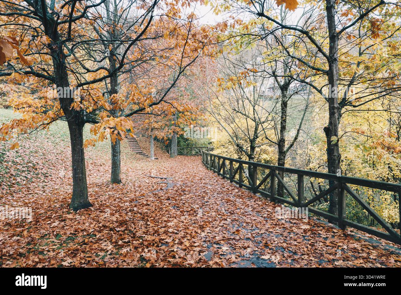 Tranquil forest path covered hi-res stock photography and images - Alamy