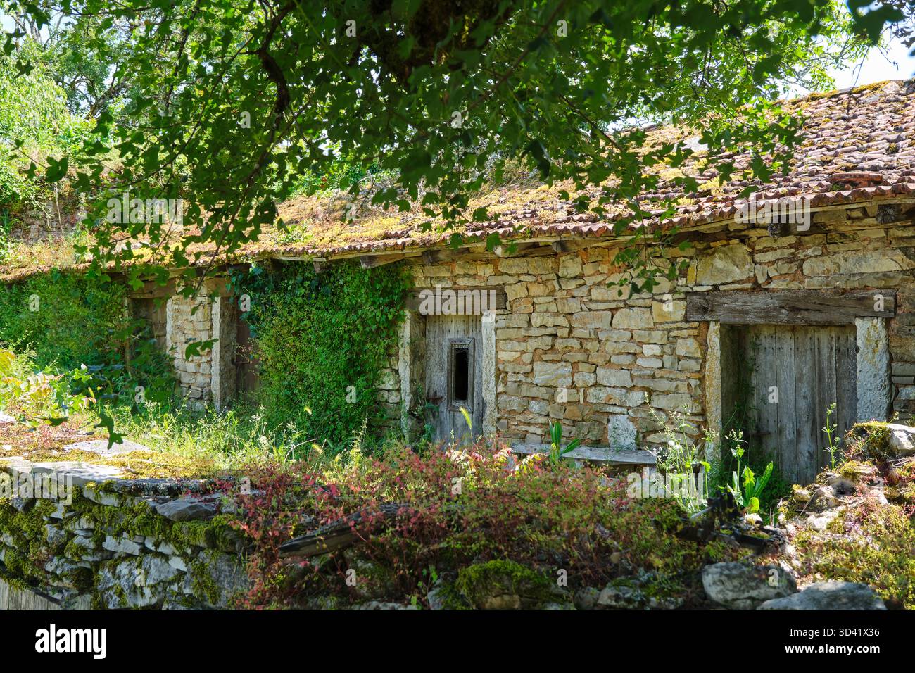 An old abandoned and overgrown barn made of natural stone near ...