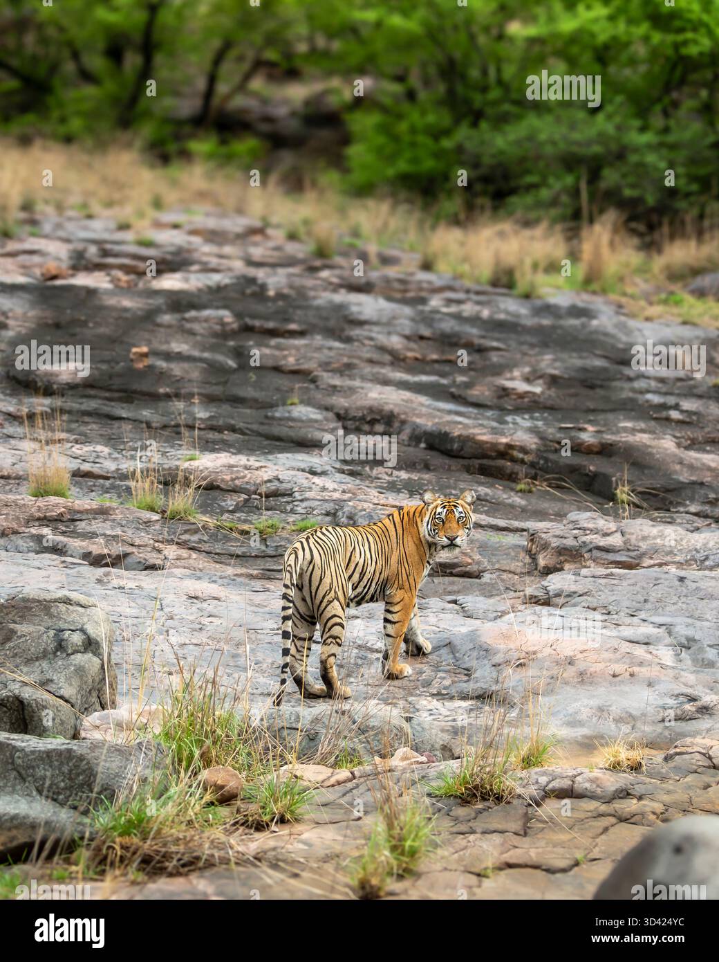 wild female bengal tiger panthera tigris mother tigress her cub ...