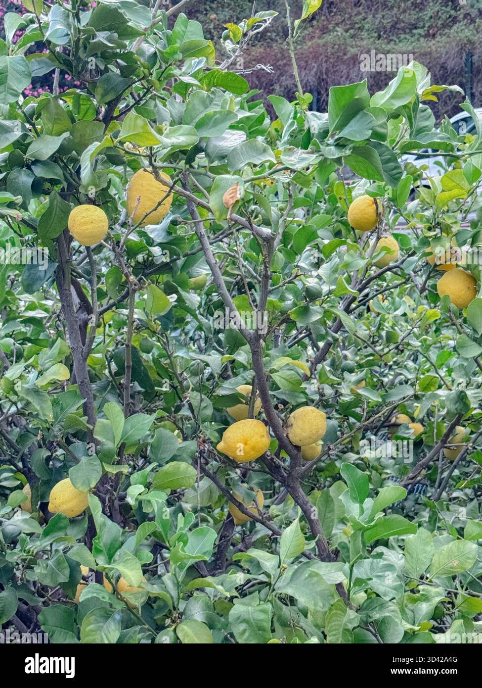 Dense foliage surrounds hi-res stock photography and images - Alamy