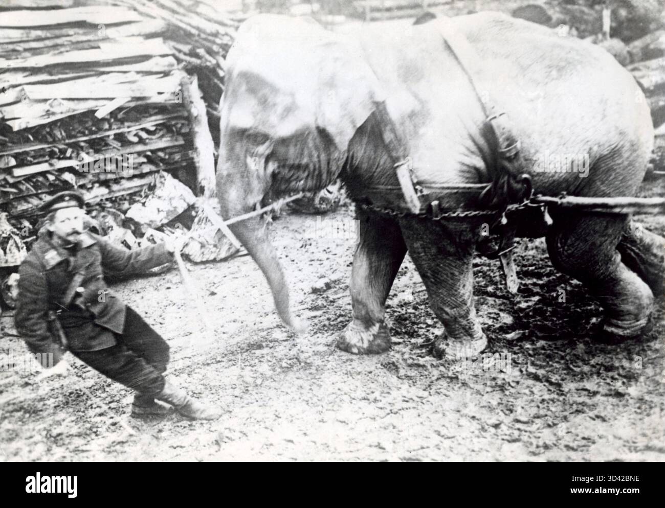 During World War I, German forces used elephants to drag artillery ...