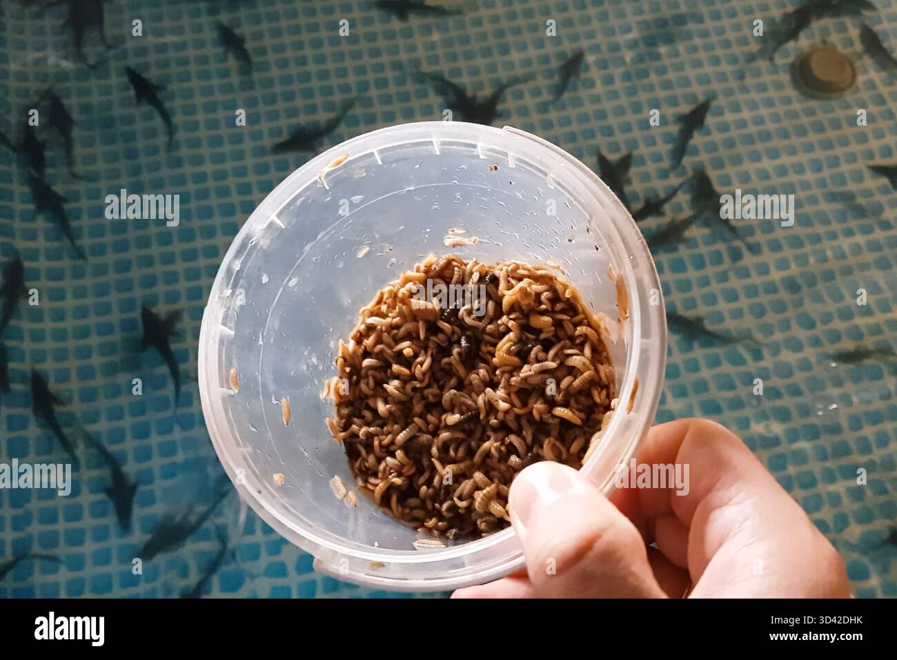 Worm feeding maggots with larvae of flies of fish fry. Sturgeon farm ...