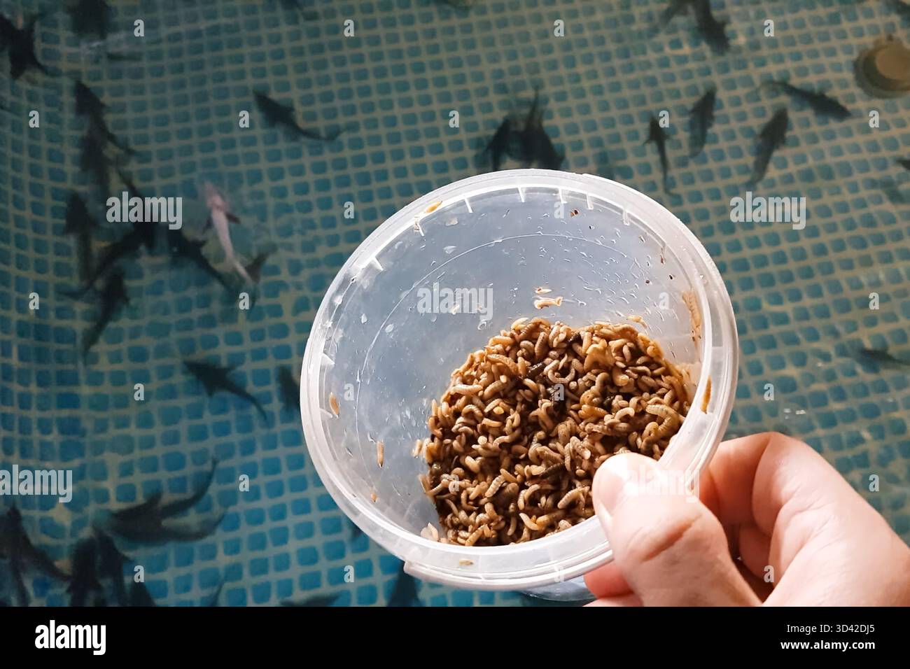 Worm feeding maggots with larvae of flies of fish fry. Sturgeon farm ...