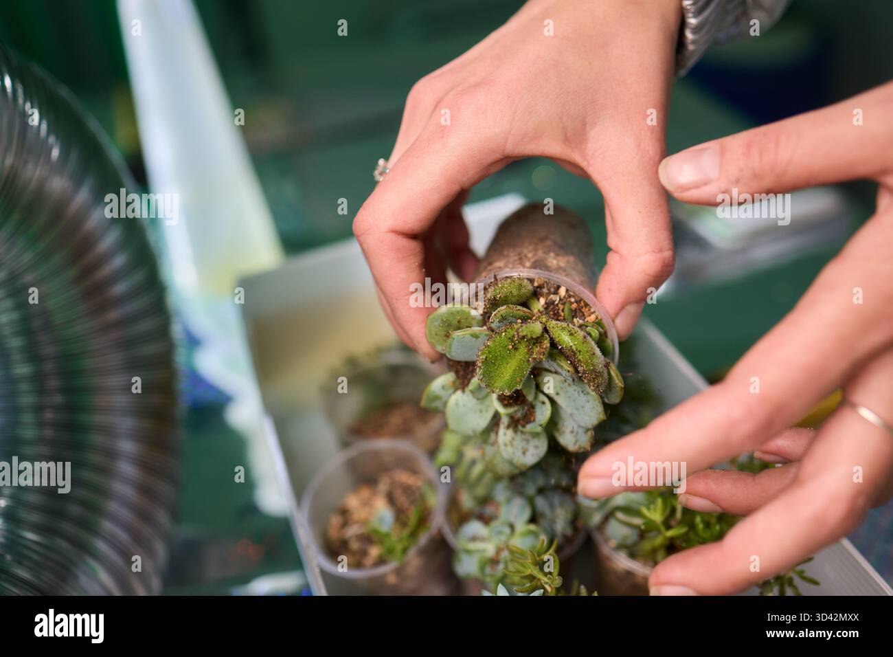 Indoor succulent planting scene, Closeup of hands planting miniature ...