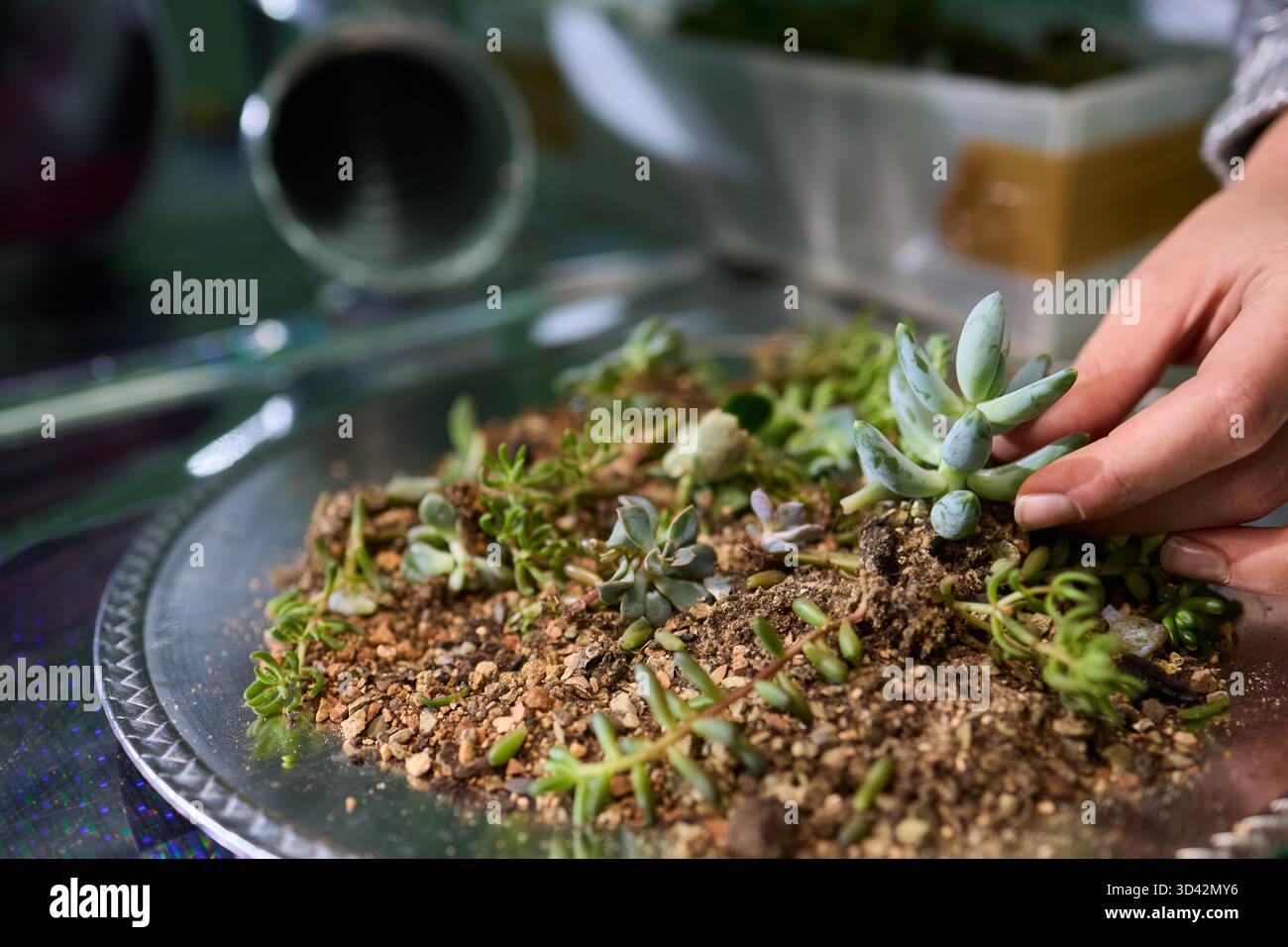 Indoor succulent planting scene, Closeup of hands planting miniature ...