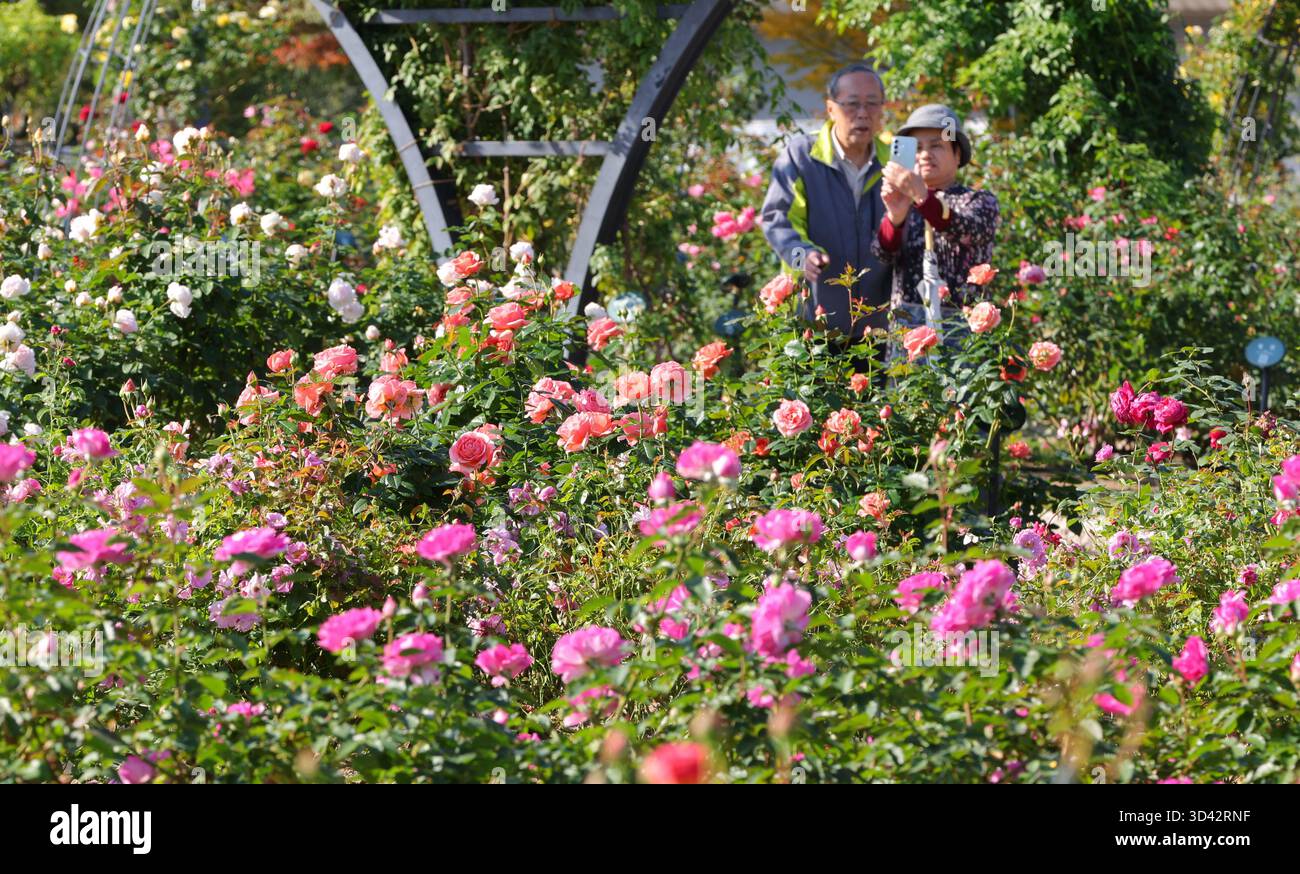 Flowers of rose are in full bloom at Peace Rose Garden of Expo'70 ...