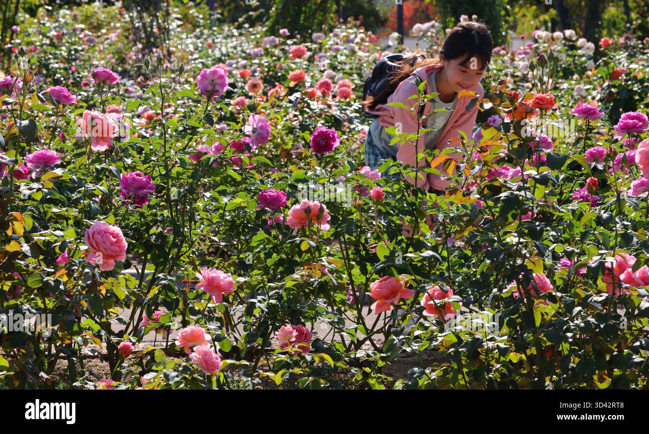 Flowers of rose are in full bloom at Peace Rose Garden of Expo'70 ...