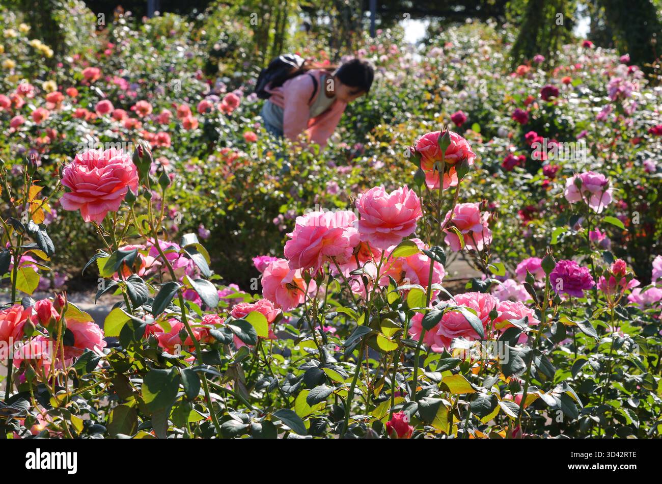 Flowers of rose are in full bloom at Peace Rose Garden of Expo'70 ...