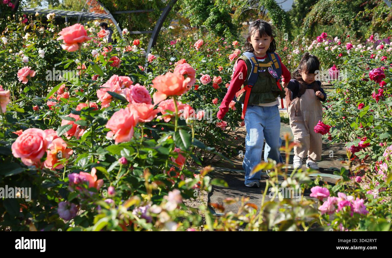 Flowers of rose are in full bloom at Peace Rose Garden of Expo'70 ...
