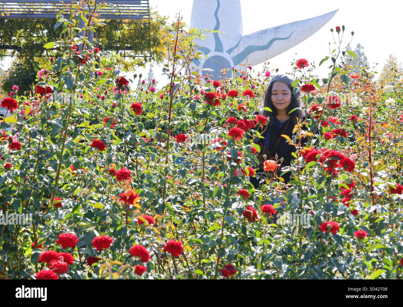 Flowers of rose are in full bloom at Peace Rose Garden of Expo'70 ...