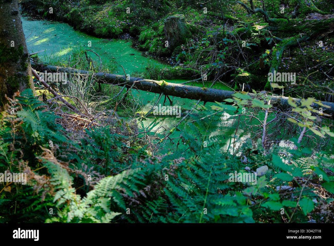 Raubling, Deutschland 05.11.2025: Im Bild: Verwunschene Moorlandschaft ...