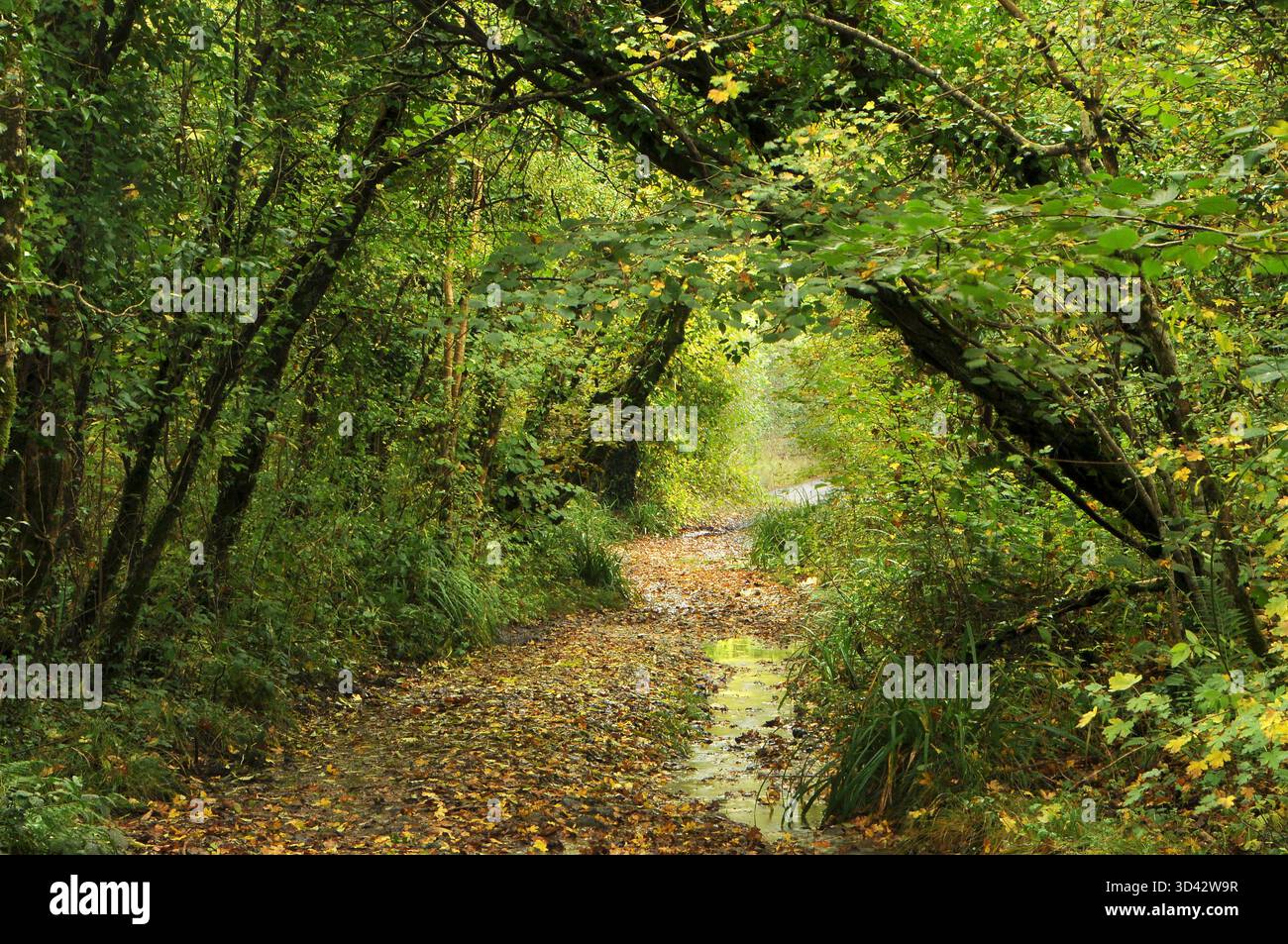 Kingcombe Meadows National Nature Reserve, Dorset, UK Stock Photo - Alamy