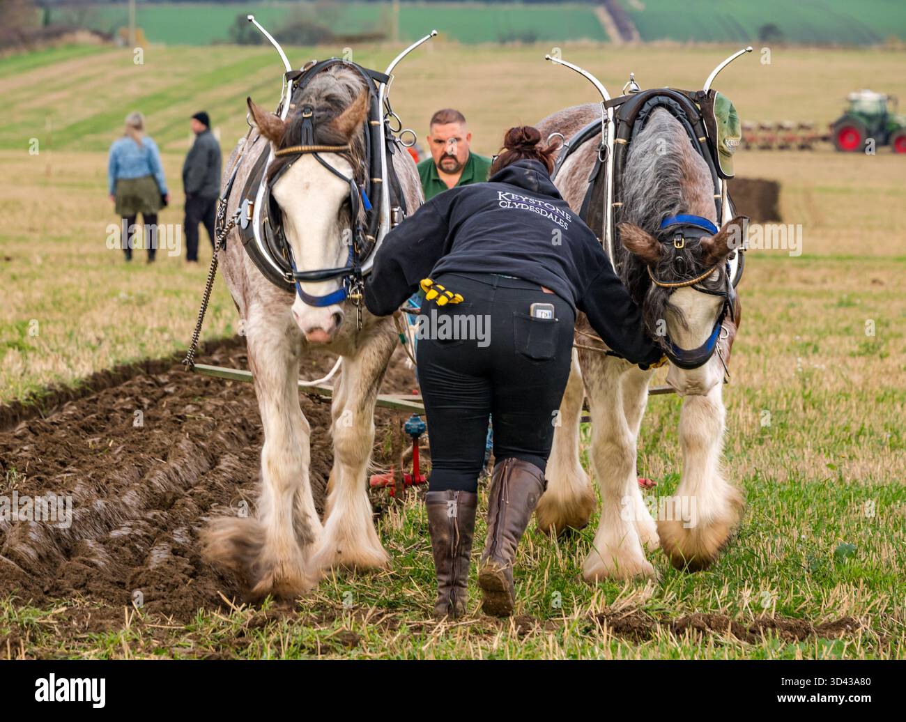estfield Farm, East Lothian, Scotland, UK, 8th November 2025. East Lothian Ploughin Match: the ...