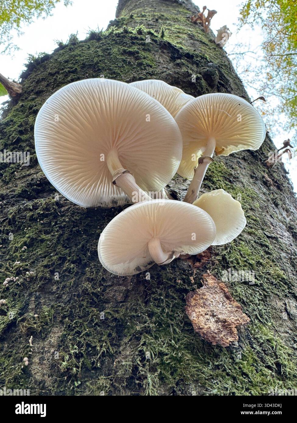 Porcelain fungus (Oudemansiella mucida) growing on an old dead beech ...