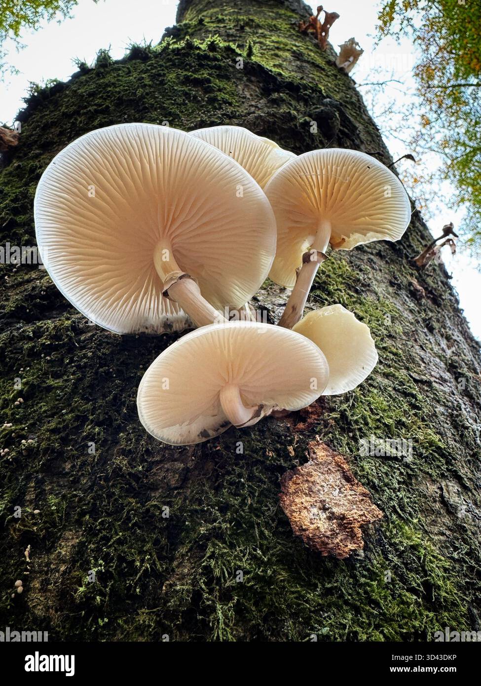 Porcelain fungus (Oudemansiella mucida) growing on an old dead beech ...