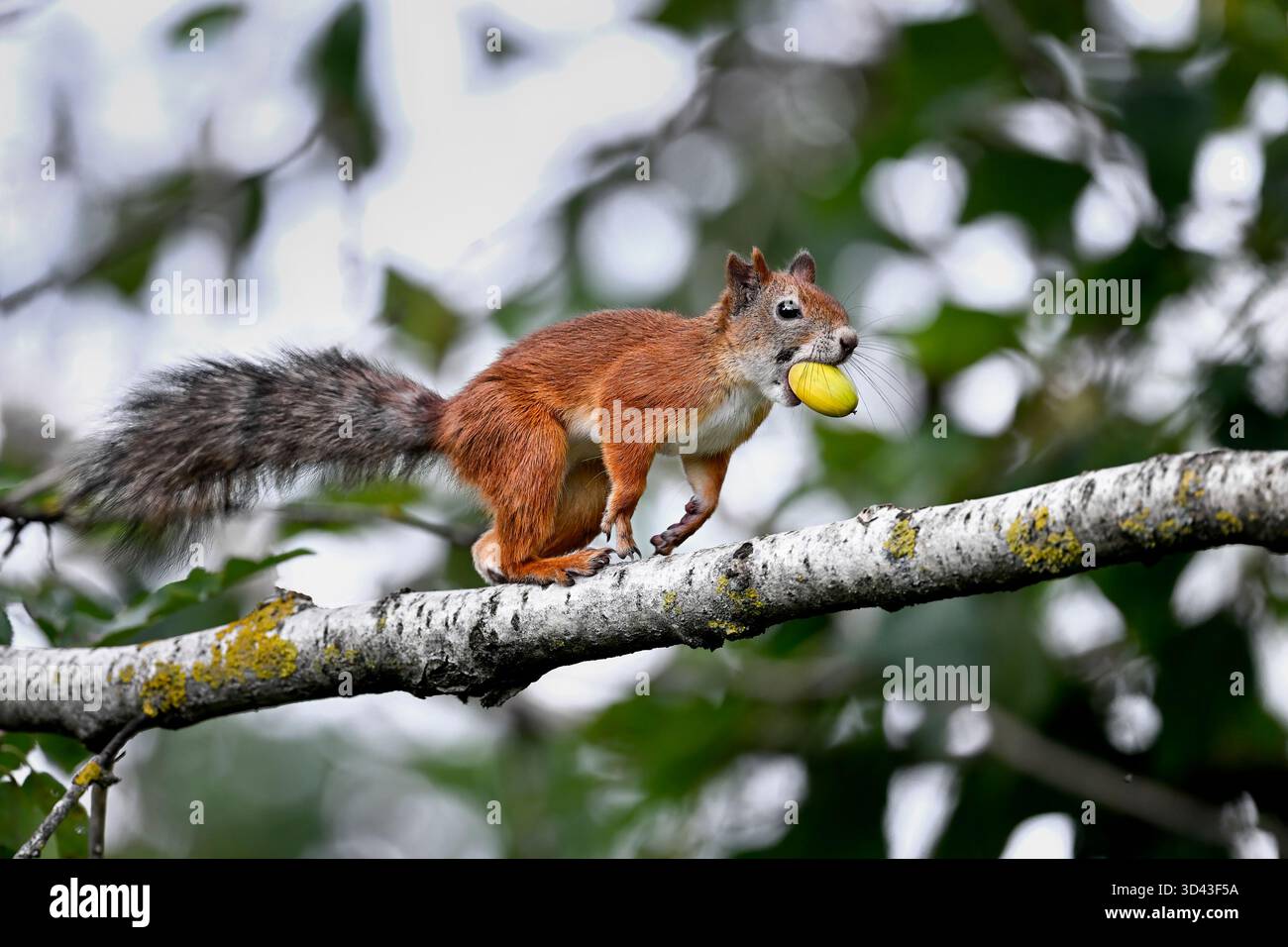 Red squirrel autumn hi-res stock photography and images - Alamy