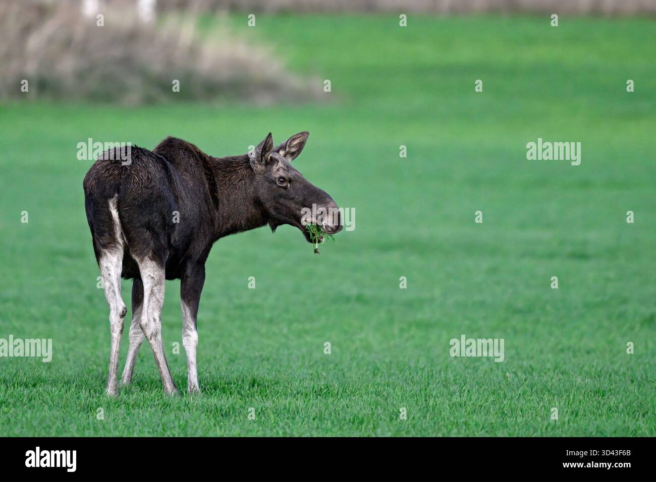 Adult male moose hi-res stock photography and images - Alamy