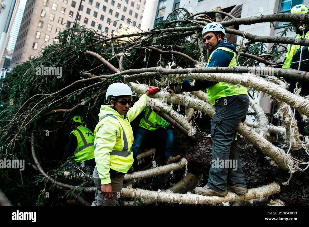 Workers cut the ropes off the Rockefeller Center Christmas tree at ...