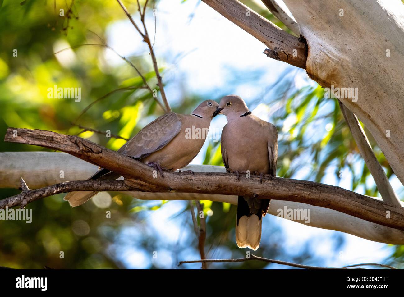 Beautiful, loving collared doves during their breeding season Stock ...