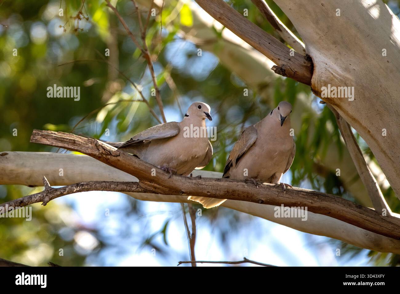 Beautiful, loving collared doves during their breeding season Stock ...