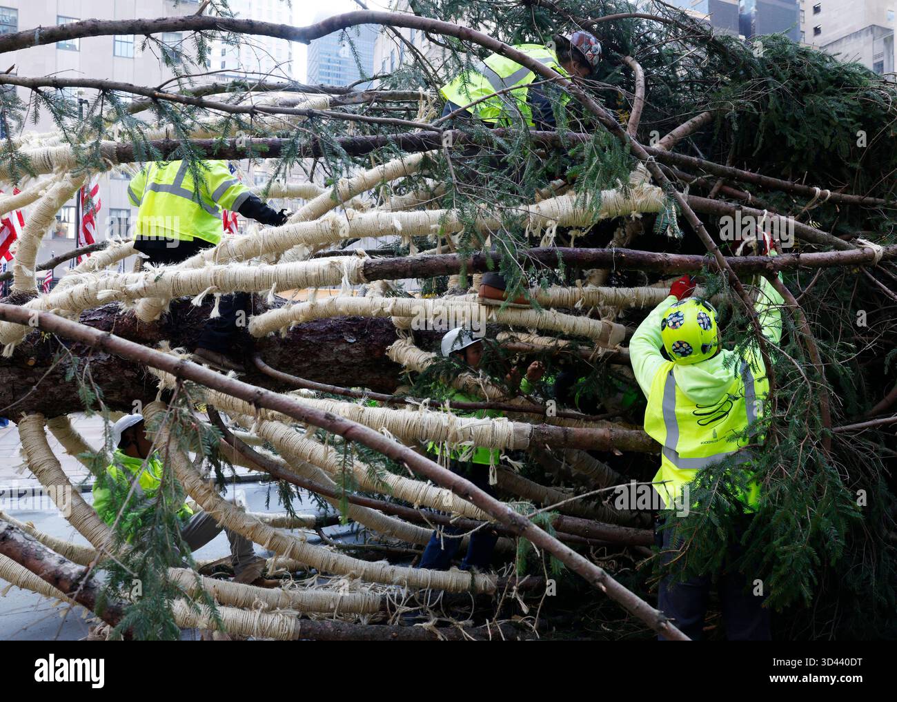 Workers prepare the tree for a crane to lift the Rockefeller Center ...