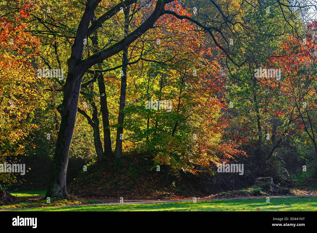 European beeches / common beech trees (Fagus sylvatica) showing foliage ...