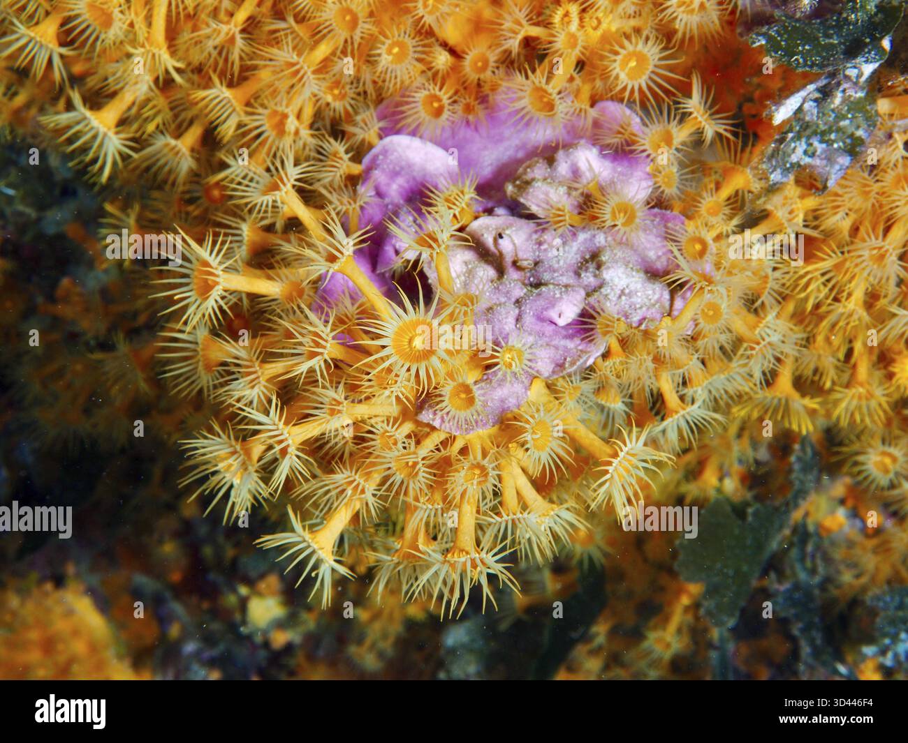 Close-up of yellow crustal anemones (Parazoanthus axinellae) with pink ...