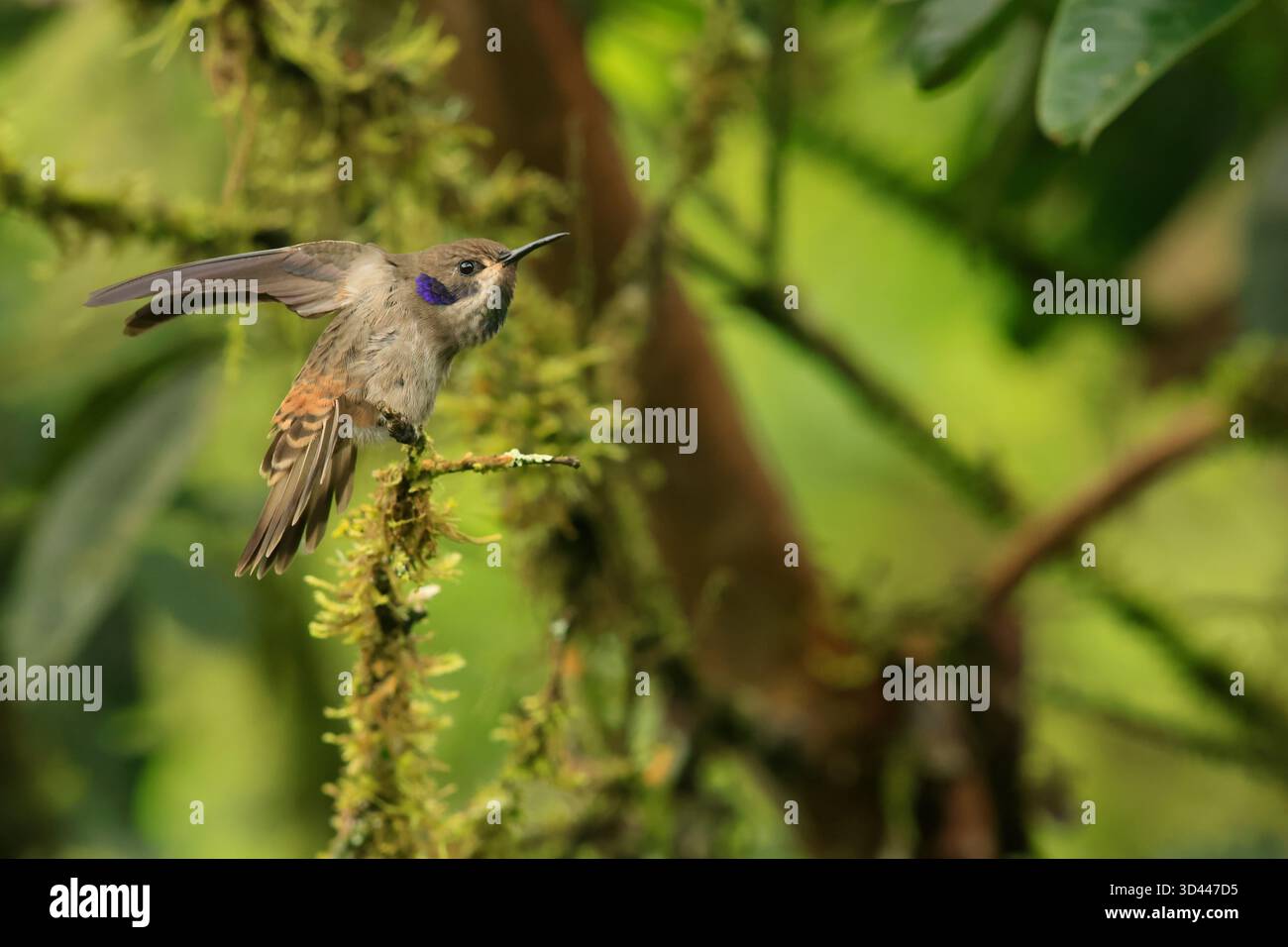 Brown violetear Hummingbird (Colibri delphinae) in Mindo Ecuador Stock ...