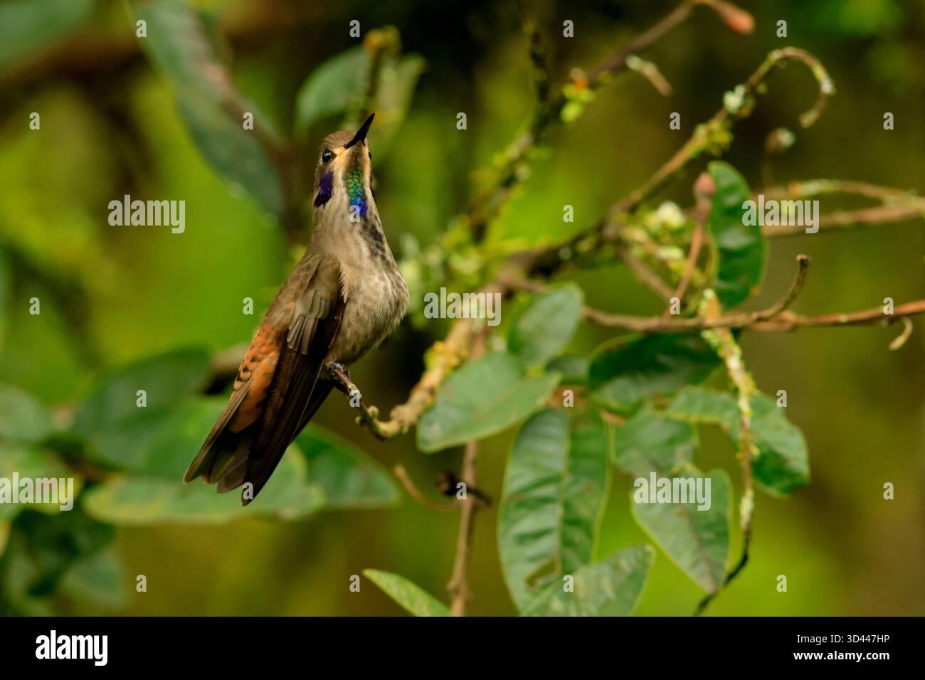 Brown violetear Hummingbird (Colibri delphinae) in Mindo Ecuador Stock ...