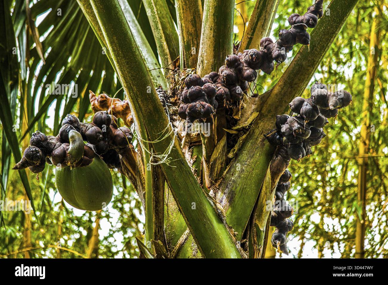 Female coco de mer, Seychelles palm, Lodoicea maldivica, most famous ...