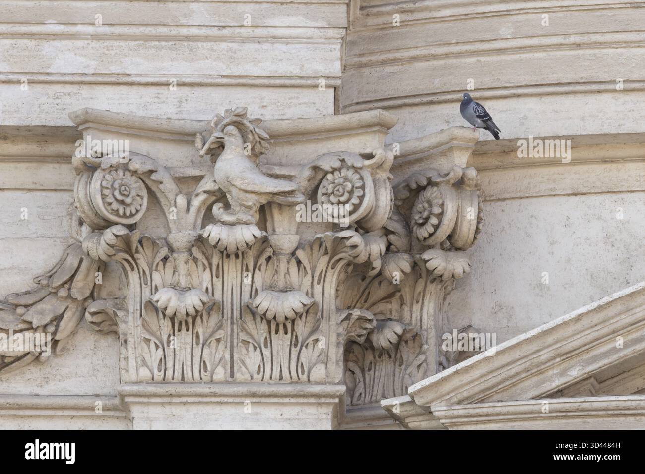 Feral dove (Columba livia) adult bird on a building with a peace dove ...