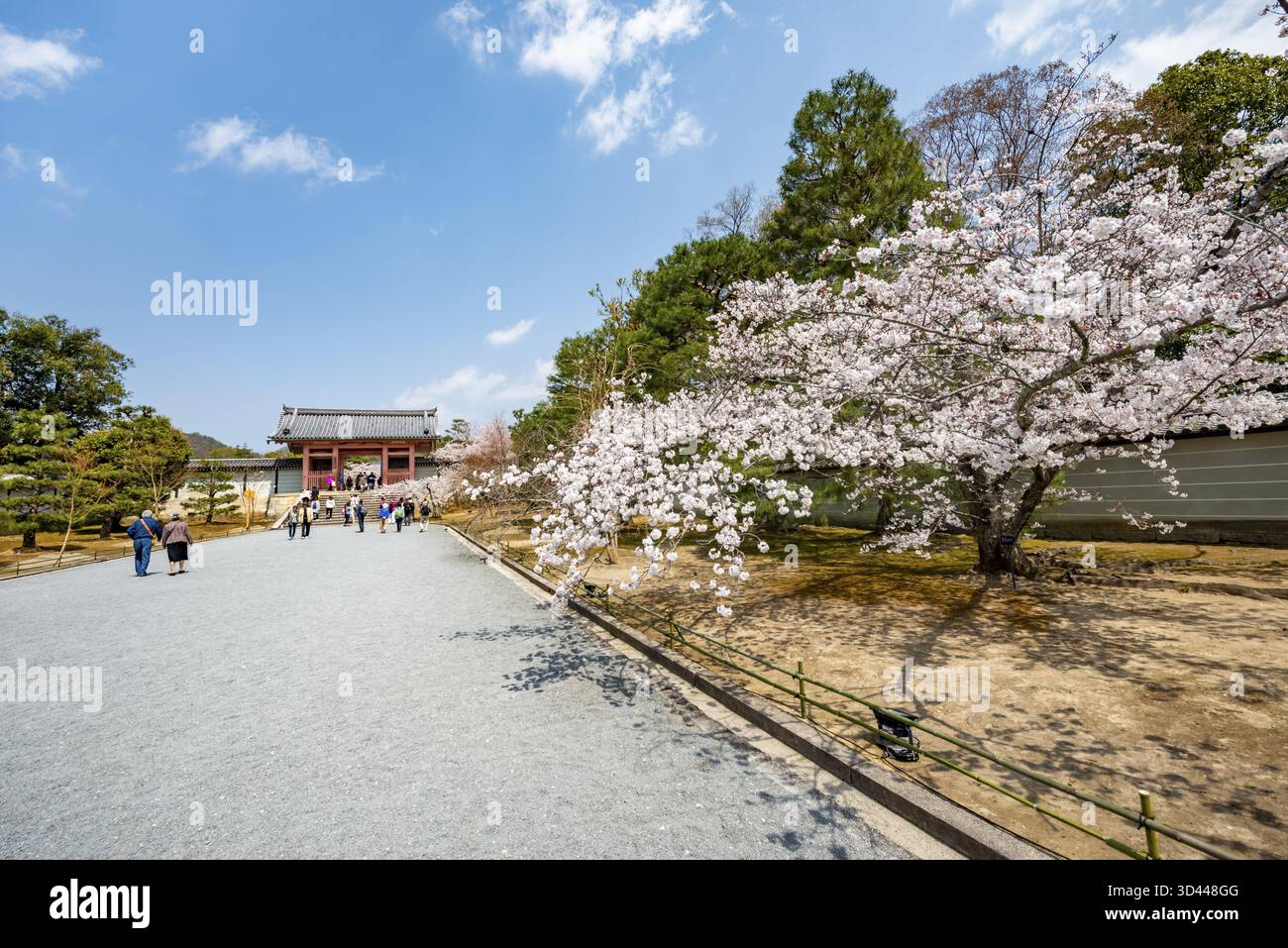 Wide path with blooming cherry tree, leads to the Chumon Gate of Ninna ...