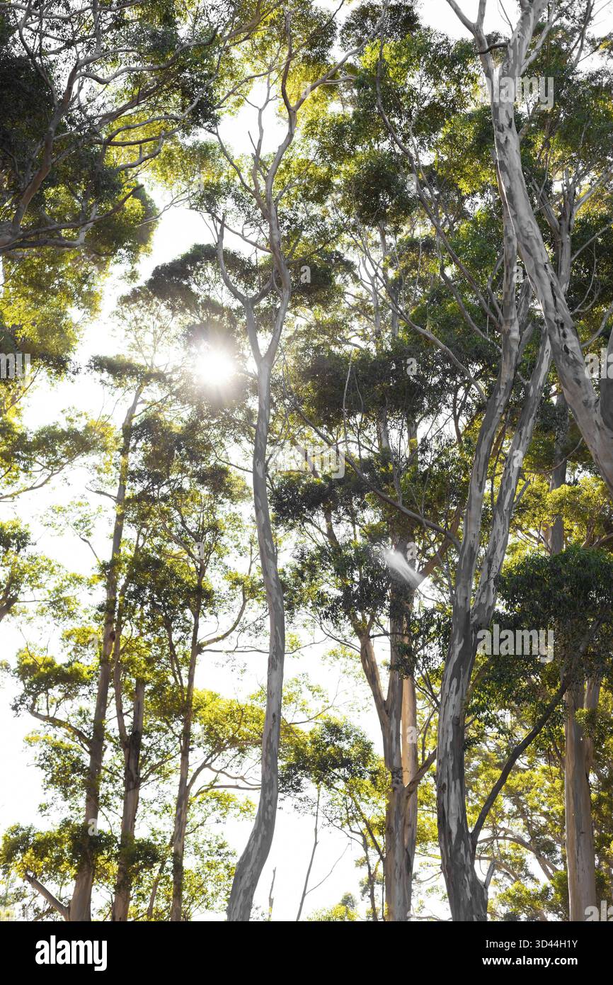 Backlit sunshine view of Eucalyptus Trees in mountain forest in Cape ...