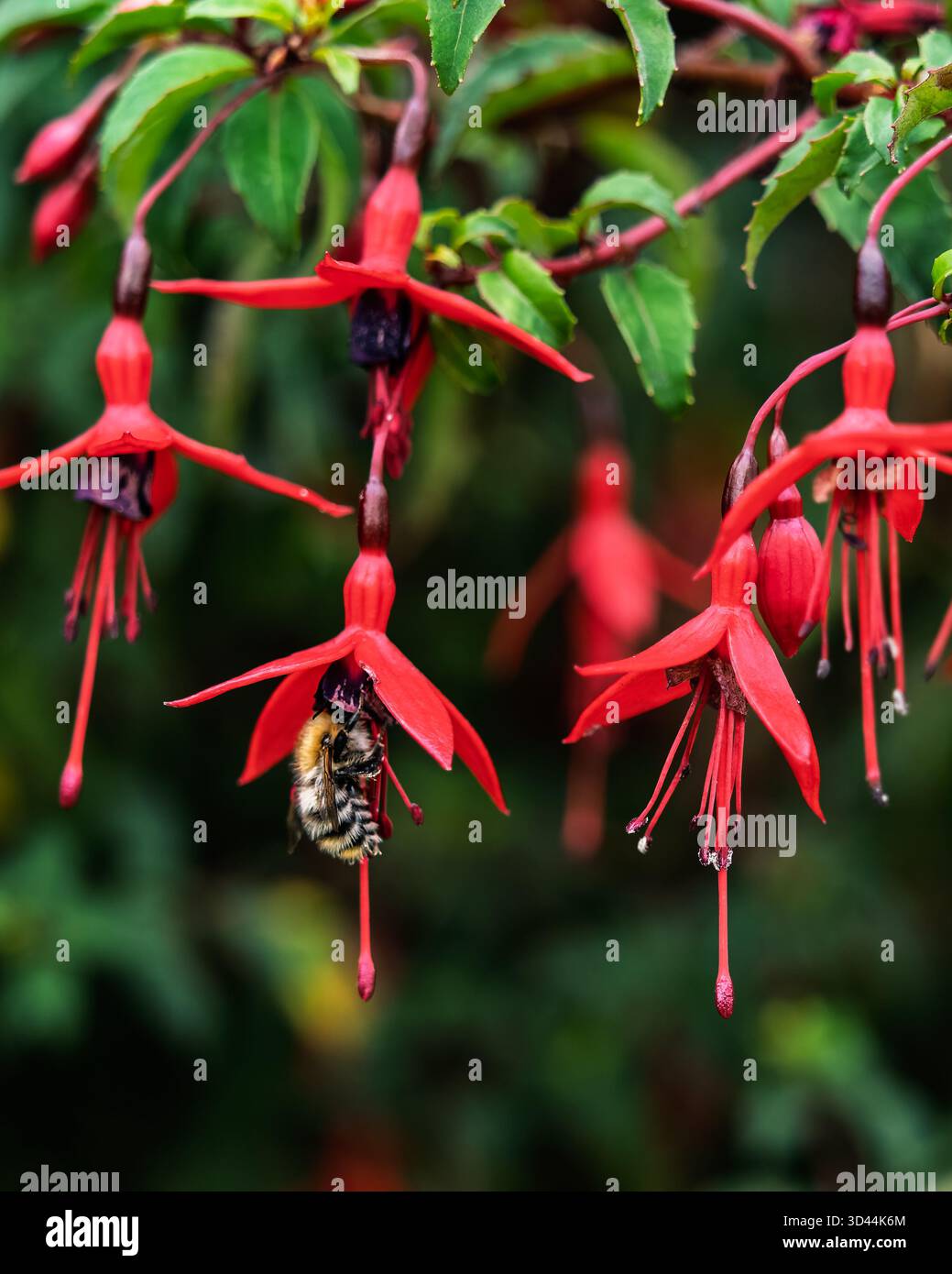 Fluffy bumblebee gathers nectar hi-res stock photography and images - Alamy