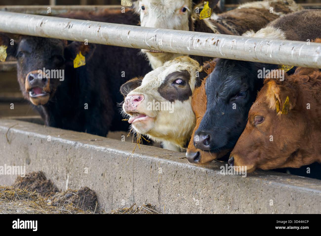 Indoor cattle farming scene, showcasing a variety of colored cows ...