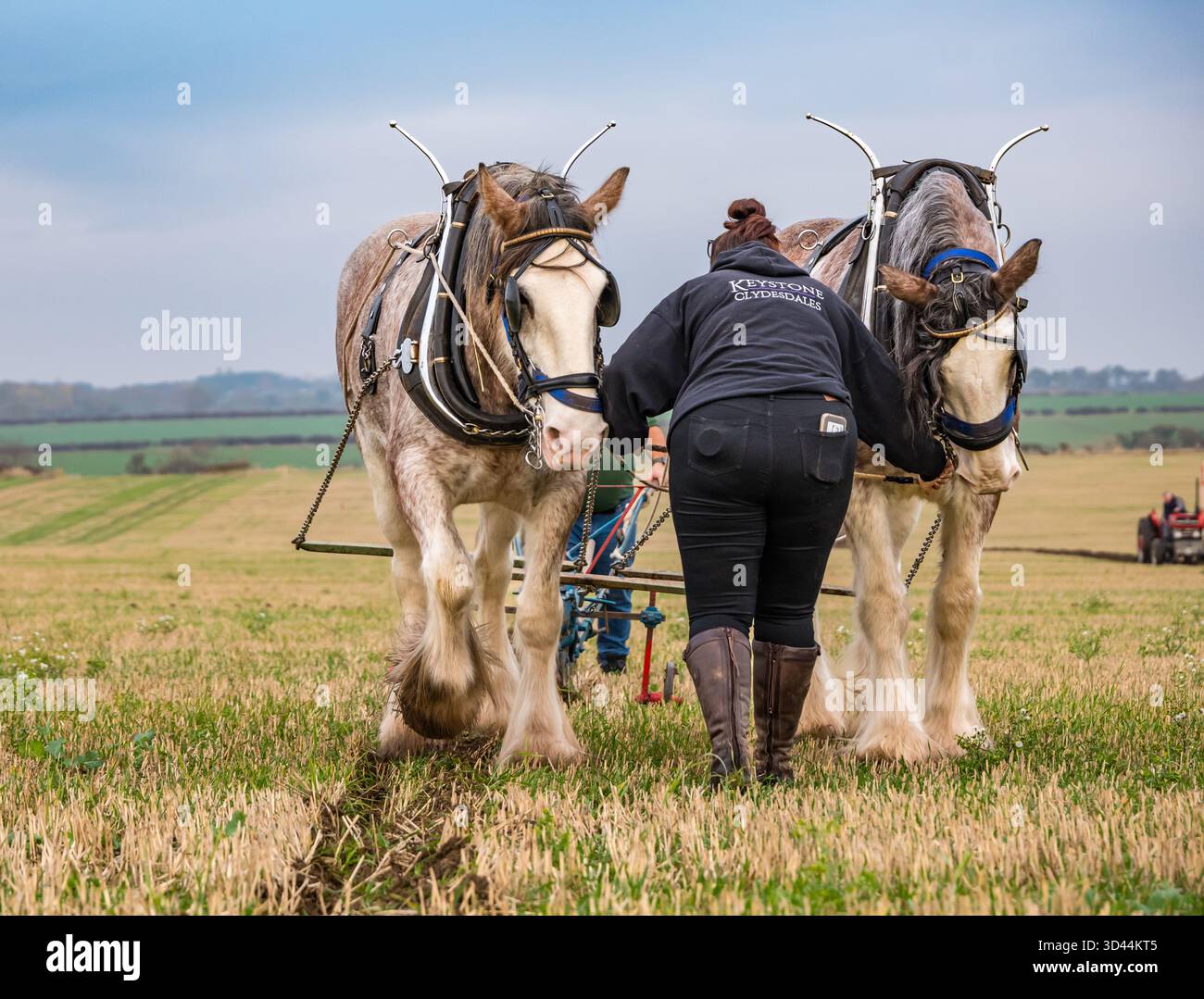 Clydesdale horses pulling hand plough, East Lothian Ploughing ...