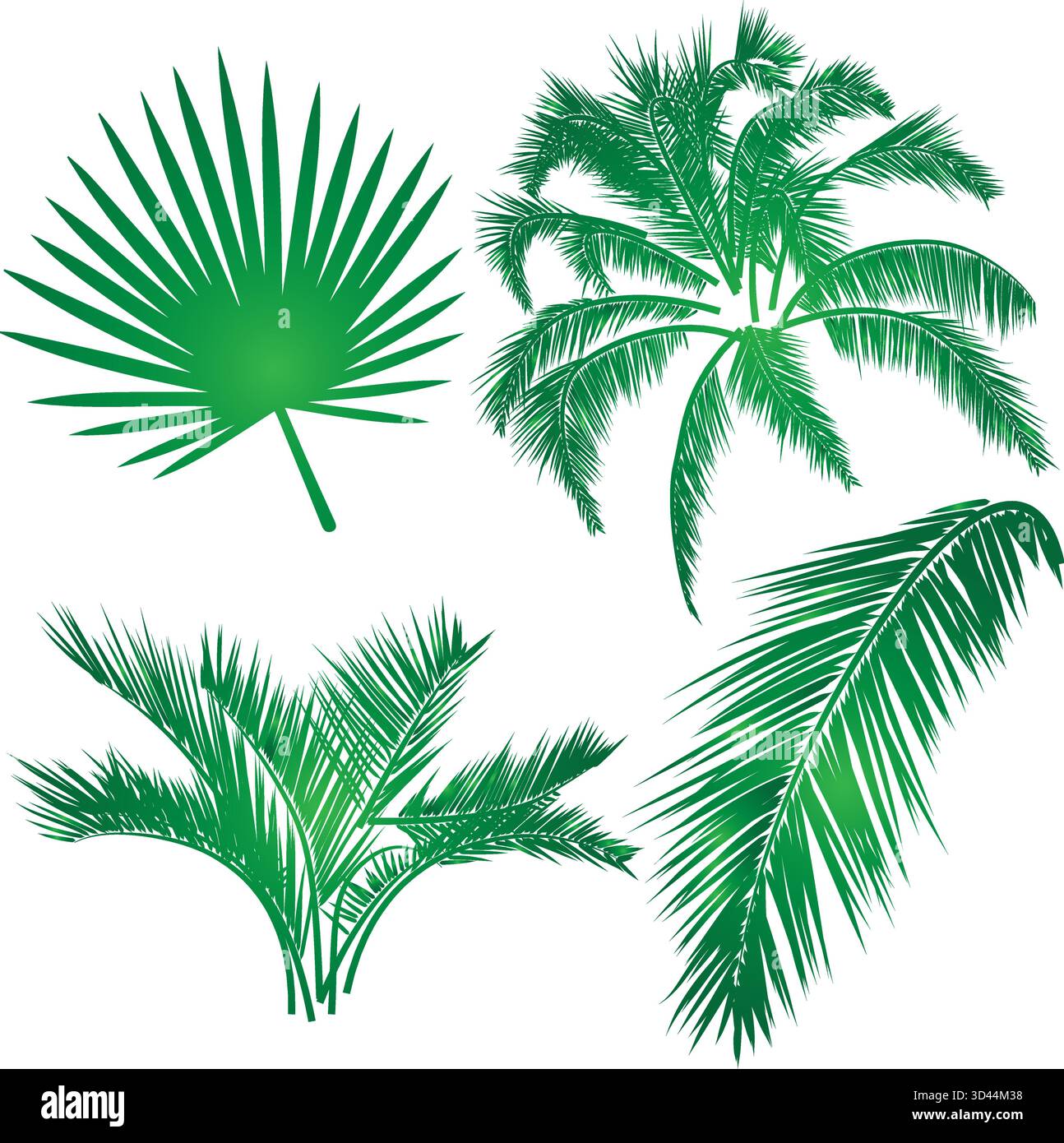 Natural realistic green palm Stock Vector Images - Alamy
