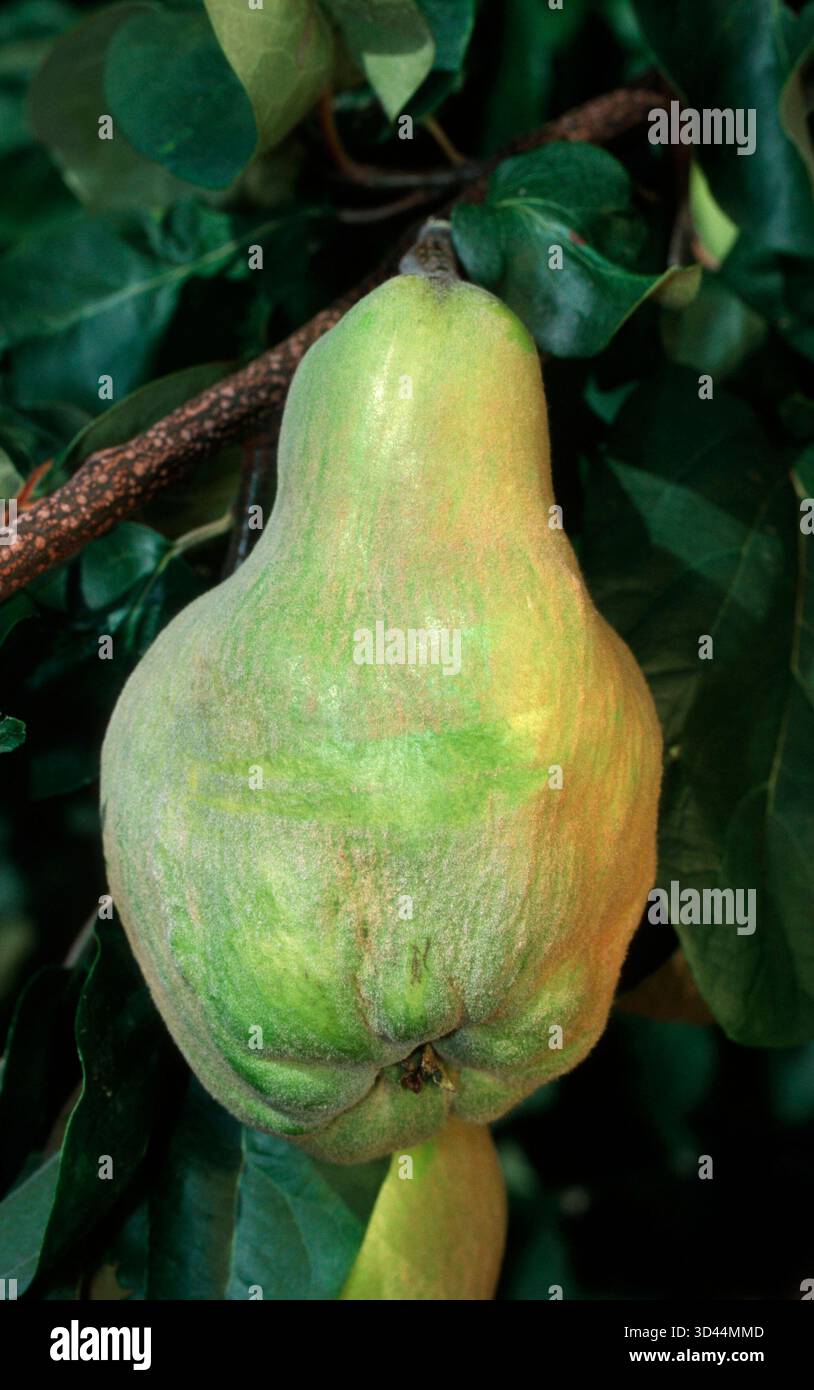 Pear Quince List of culinary fruits (Cydonia oblonga var. pyriformis ...