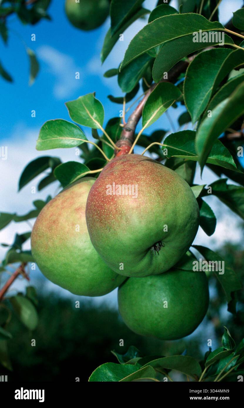 Alexander lucas pears hi-res stock photography and images - Alamy